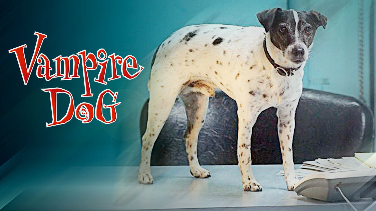 Vampire Dog Film